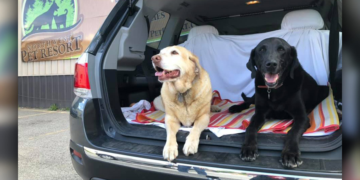 Coeur d’Alene’s Top 3 Best Dog Parks to Visit - Northwest Pet Resort